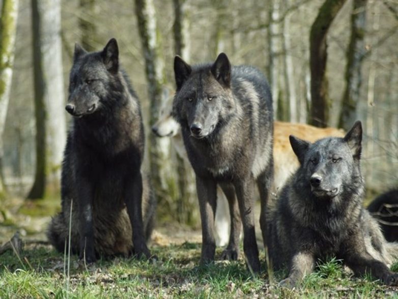Do Wolves Sleep As Much As Dogs