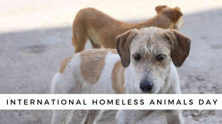 International Homeless Animals Day 2022: Date, History and Importance ...