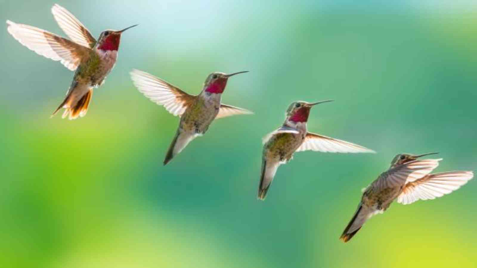 National Hummingbird Day 2022 (US): Date, Importance and Significance ...