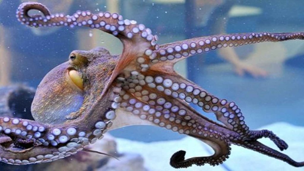 World Octopus Day 2022: Date, History and Significance - Eduvast.com