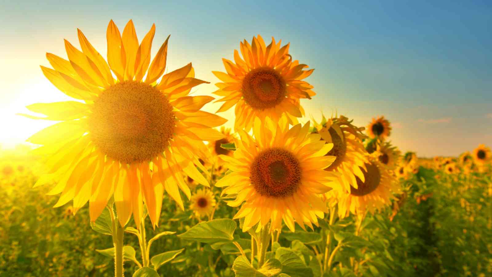 Kansas Day 2023: Date, History, Importance and Celebration - Eduvast.com