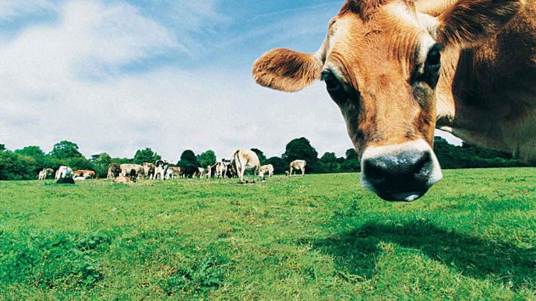 Cow Milked While Flying in an Airplane Day 2023: Date, History, Facts ...