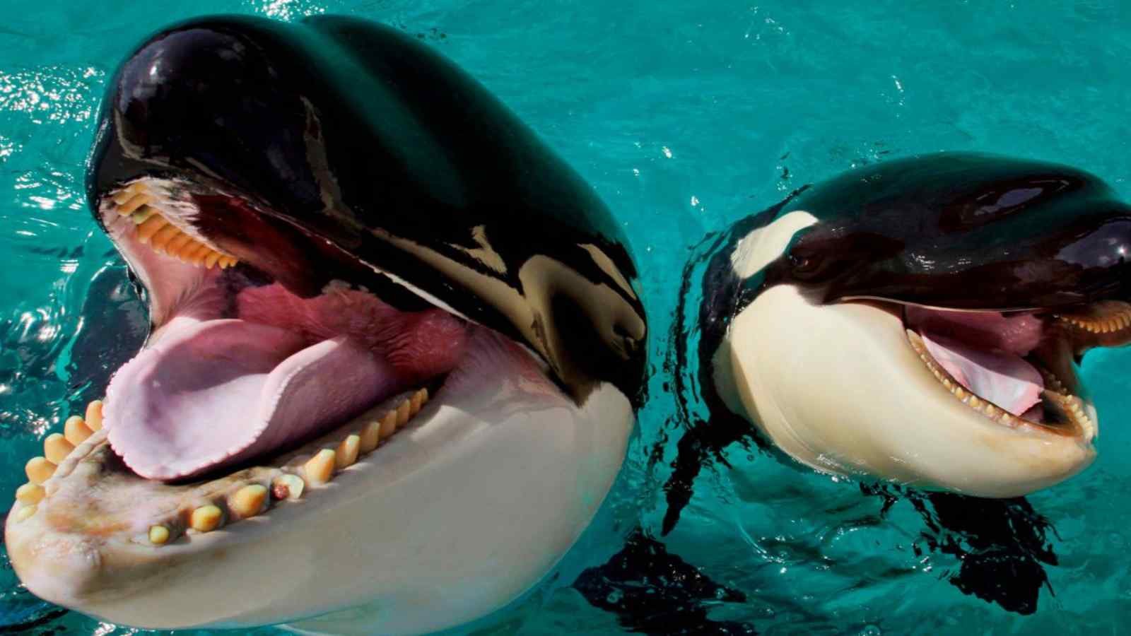Toothed Whales Use "Vocal Fry" to Find Food, claims Scientists ...