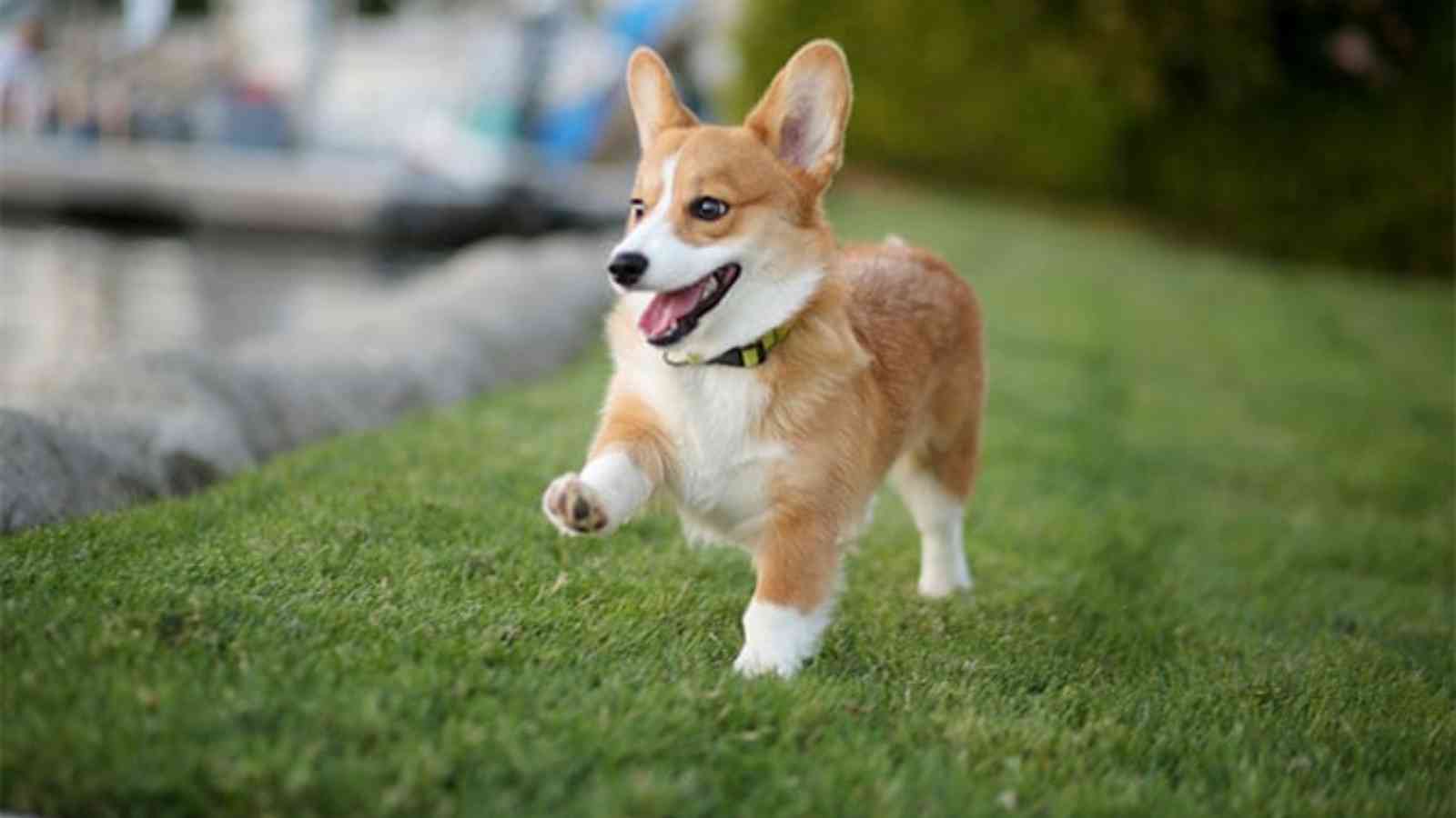 National Welsh Corgi Day 2023: Date, History, Facts, Activities ...