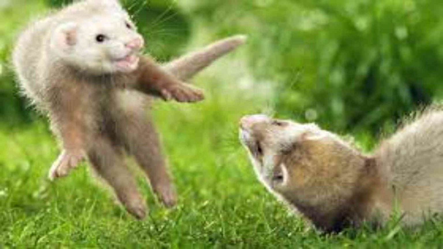 National Ferret Day 2023: Date, History, Facts, Activities - Eduvast.com