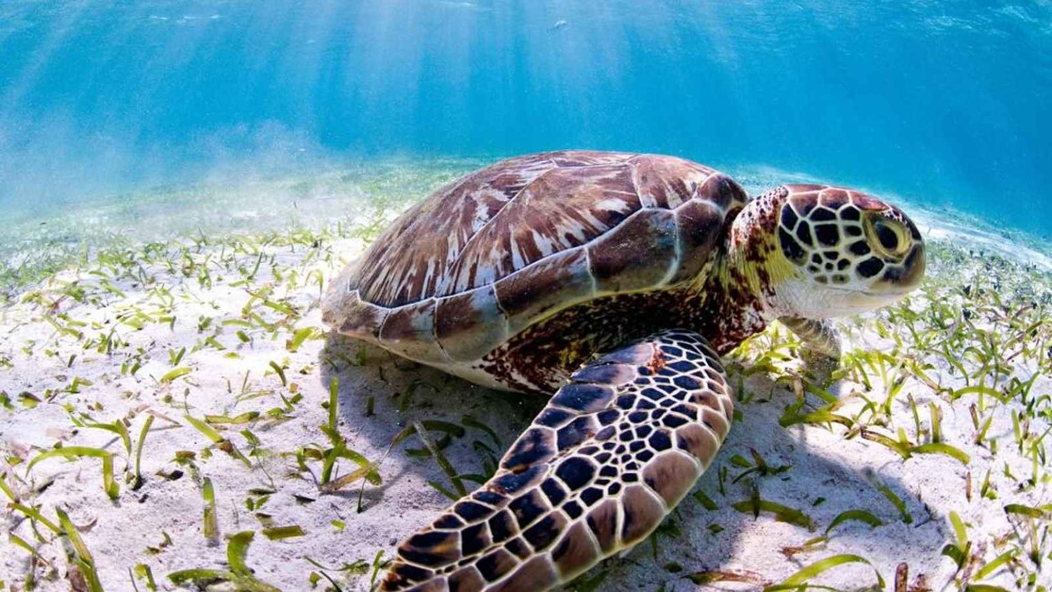 World Turtle Day 2023: Date, History, Facts about Turtle - Eduvast.com
