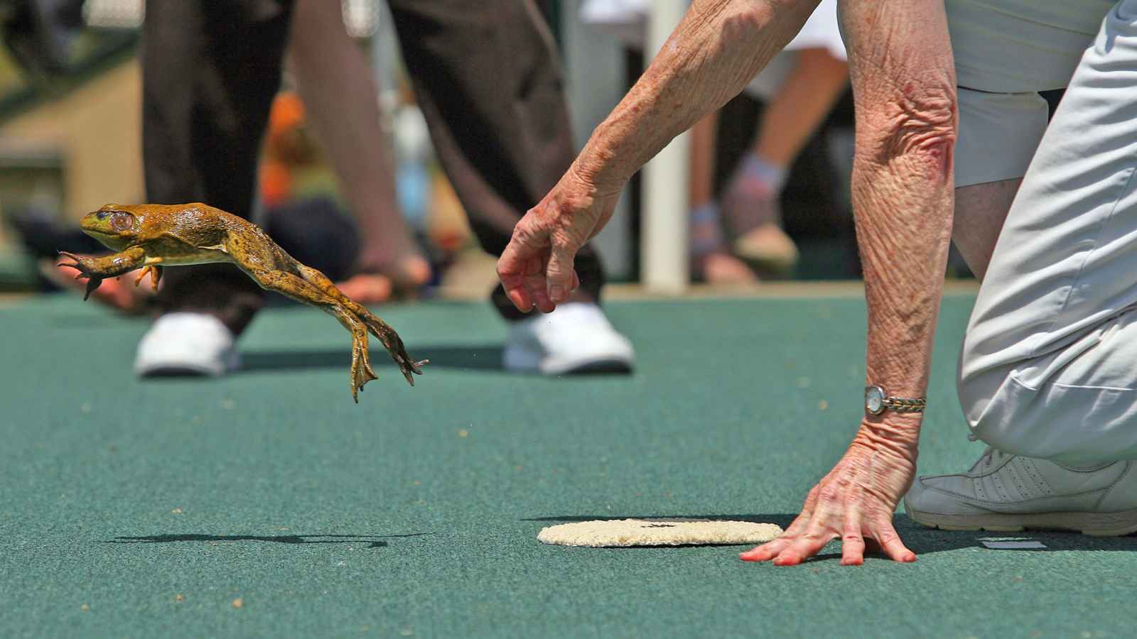 Frog Jumping Jubilee Day 2023: Date, History, Facts, Activities ...