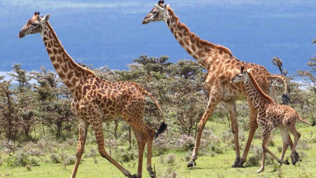 World Giraffe Day 2023: Date, History, Facts, Activities - Eduvast.com