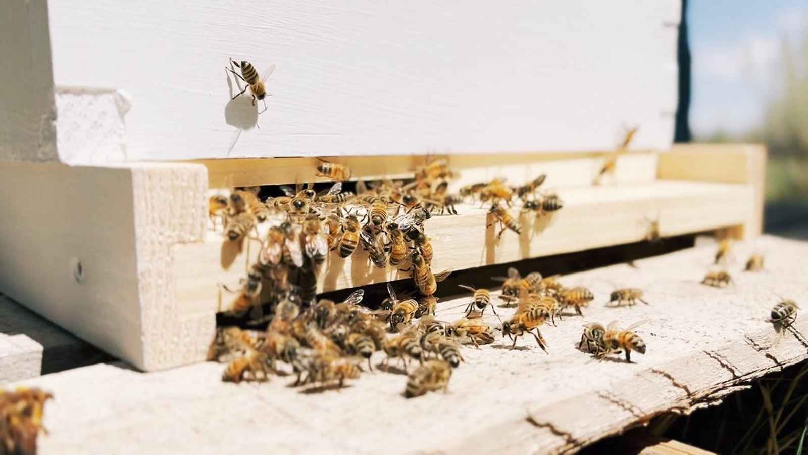 Start Your Bee Farm! Understanding Beekeeping Basics for Beginners ...