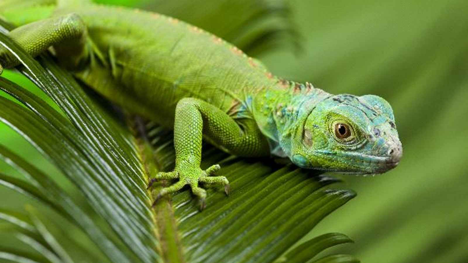 World Lizard Day 2023: Date, History, Facts, Events - Eduvast.com