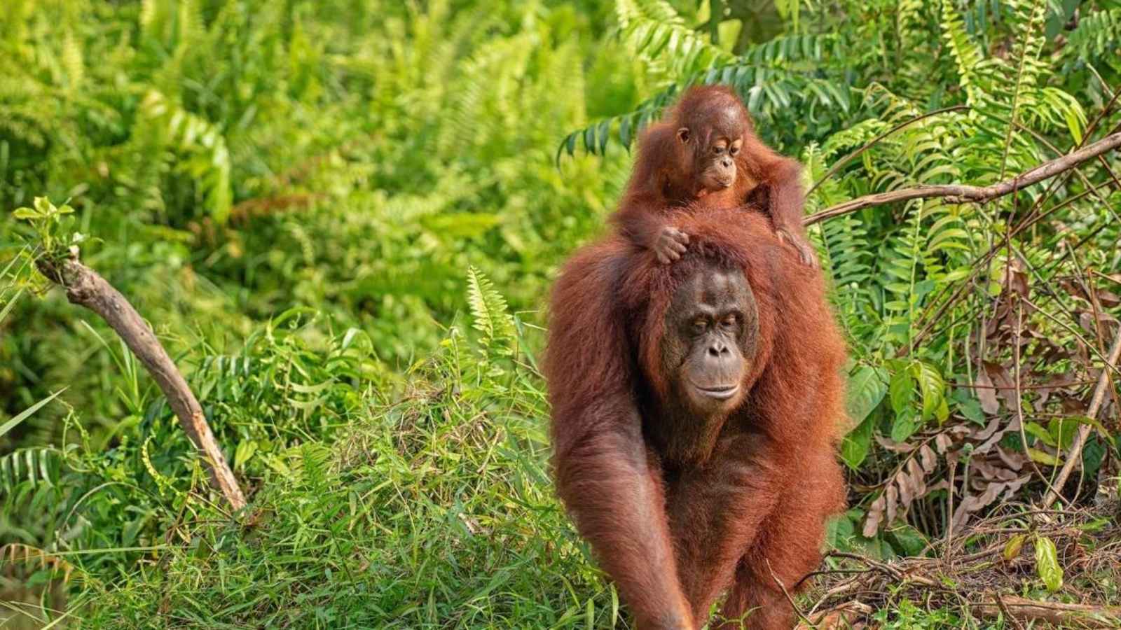 International Orangutan Day 2023: Date, History, Facts about Orangutan ...