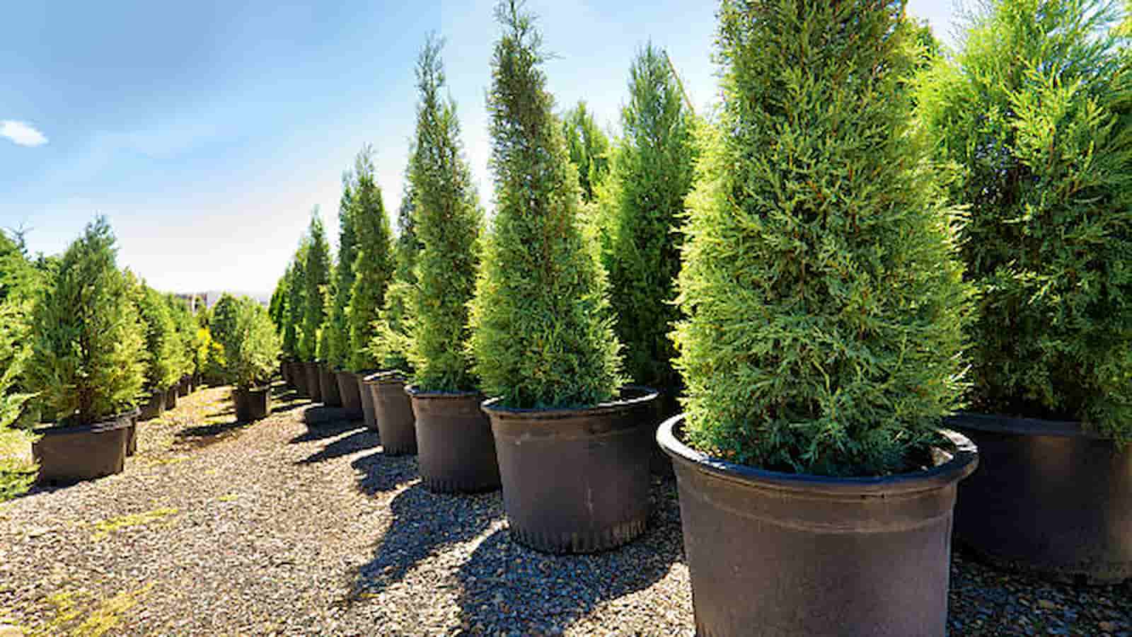 August 14: Beginning Of 'Tree Show' of Indigenous Species - Eduvast.com