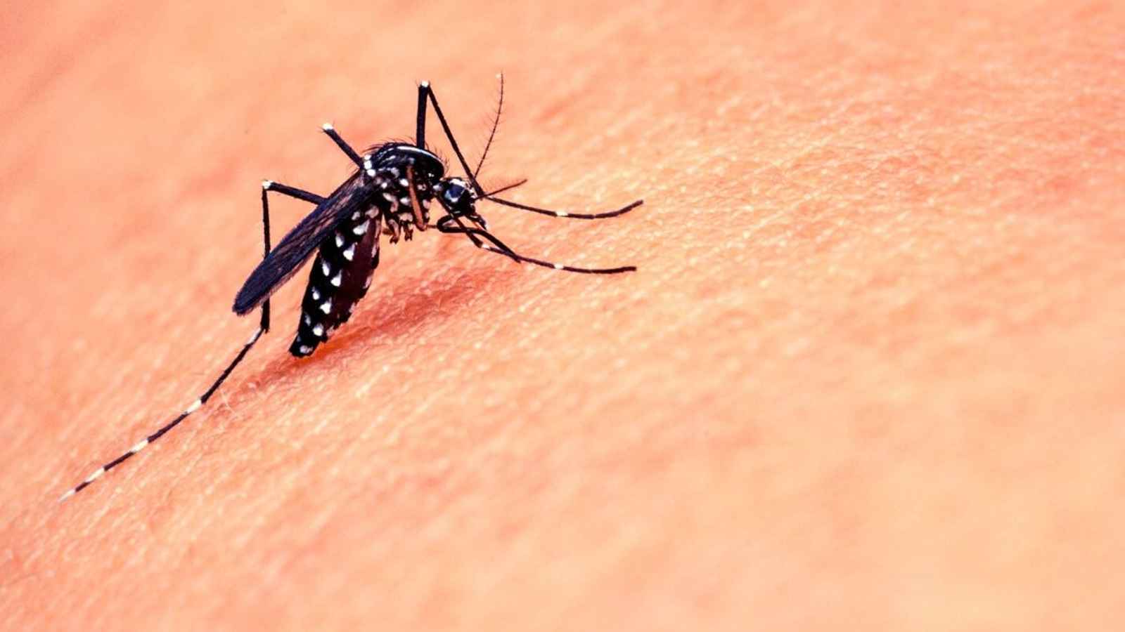 World Mosquito Day 2023: Date, History, Facts about Mosquito - Eduvast.com