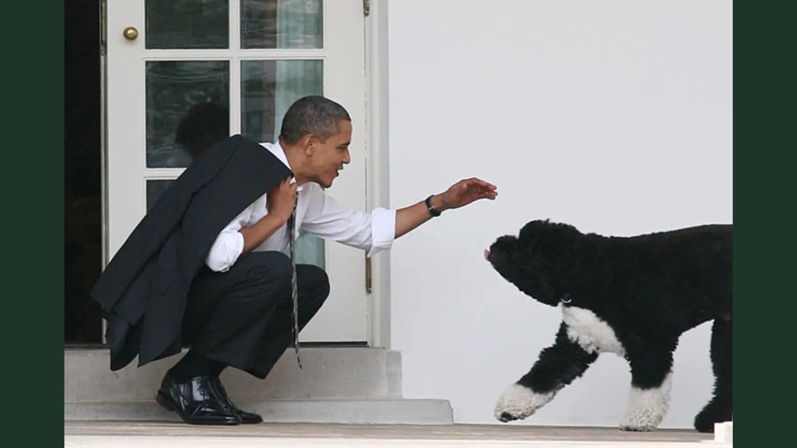 Dogs at White House: Companions in Presidential History - Eduvast.com