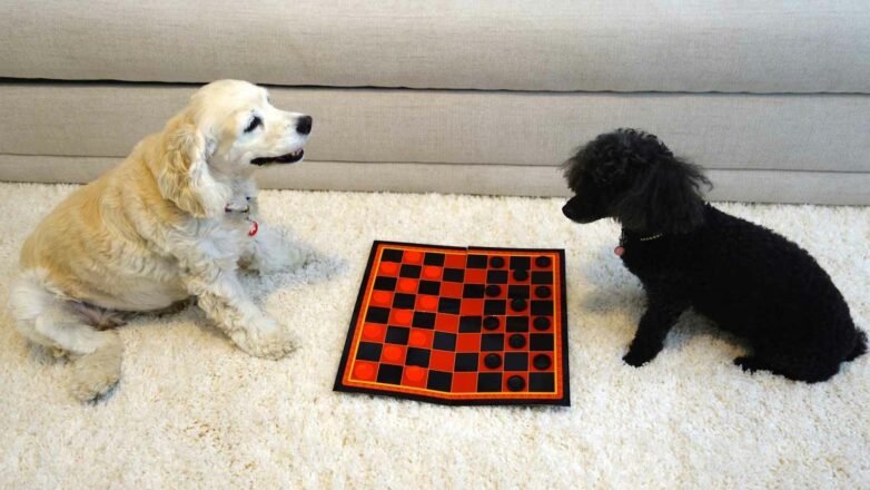 National Checkers Day 2023: Date, History, Facts about White House's ...