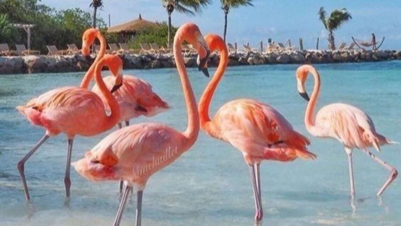 Pink Flamingos in Washington Port: What Caused This Phenomenon ...