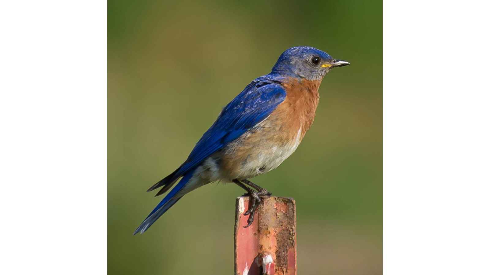Bluebird of Happiness Day 2023: Date, History, Facts about Bluebird ...