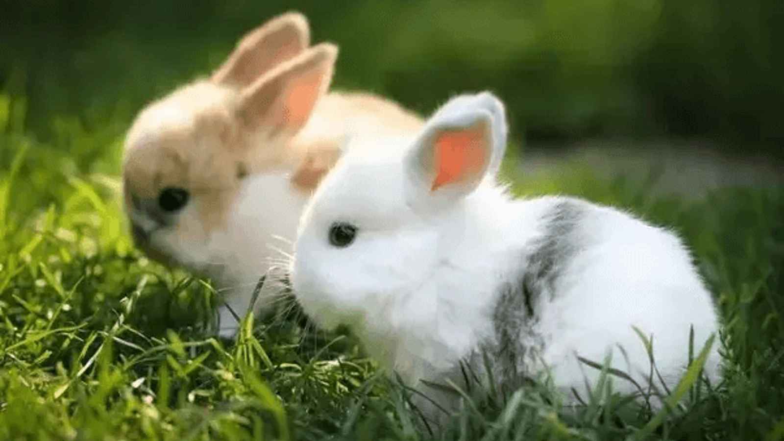 International Rabbit Day 2023: Date, History, Facts about Rabbit ...