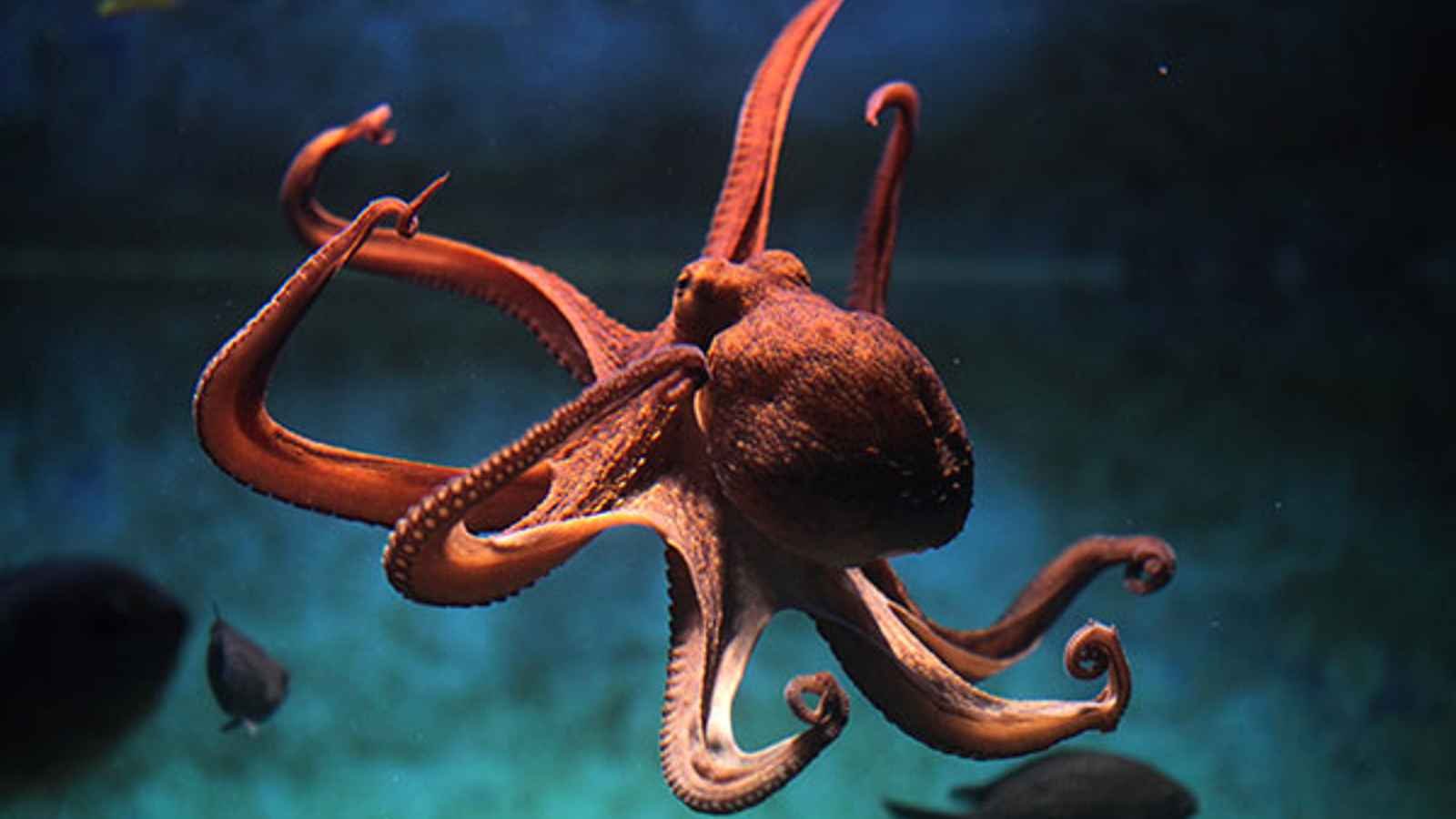 World Octopus Day 2023: Date, History, Facts about Octogenuses ...
