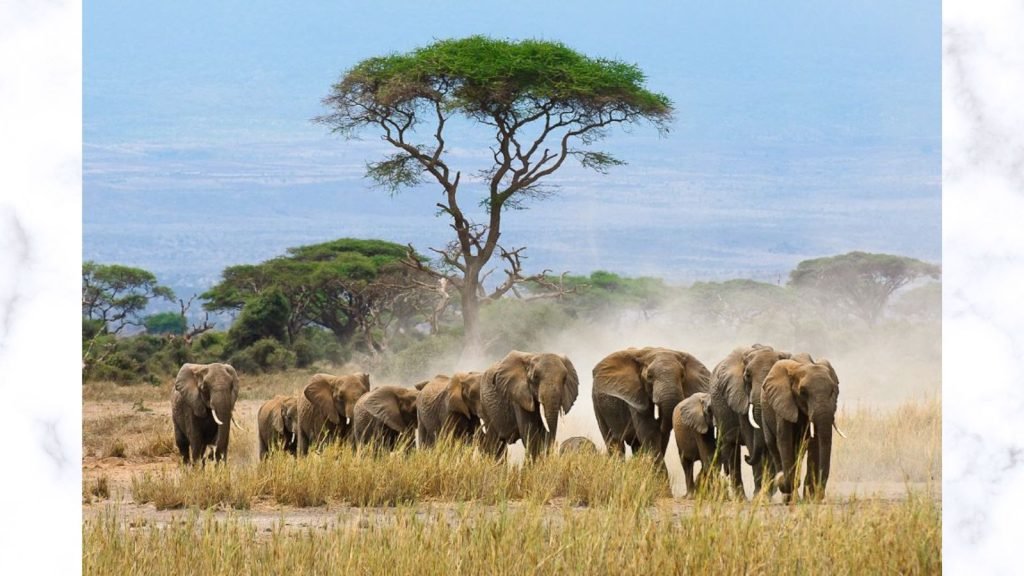 World Wildlife Conservation Day 2023: Date, History and Facts About ...