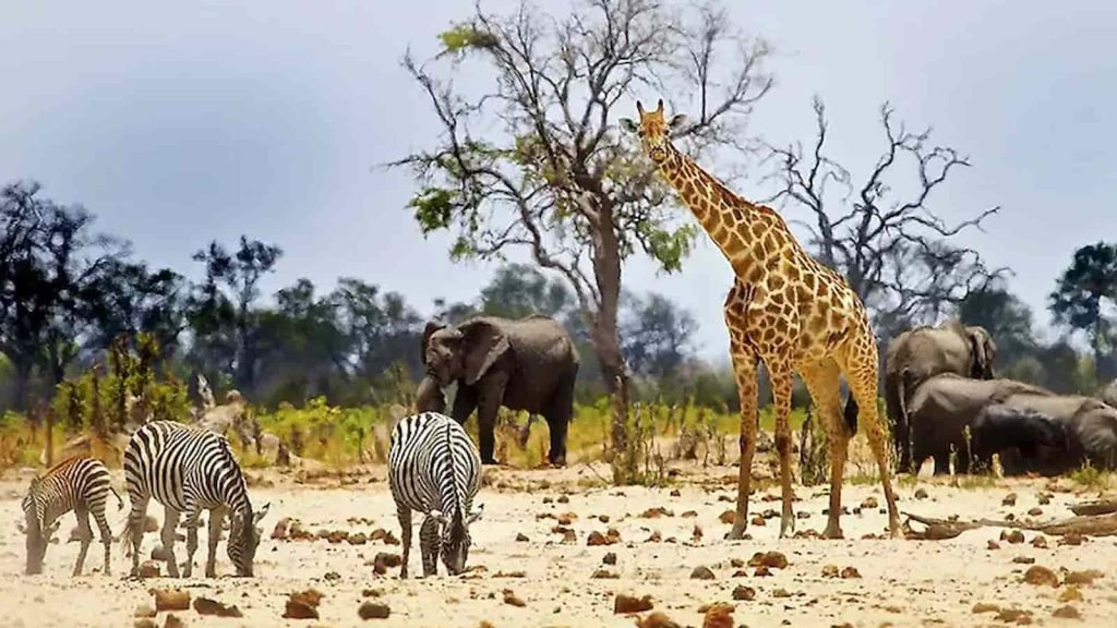 8 state animals of Florida: Facts about these animals - Eduvast.com