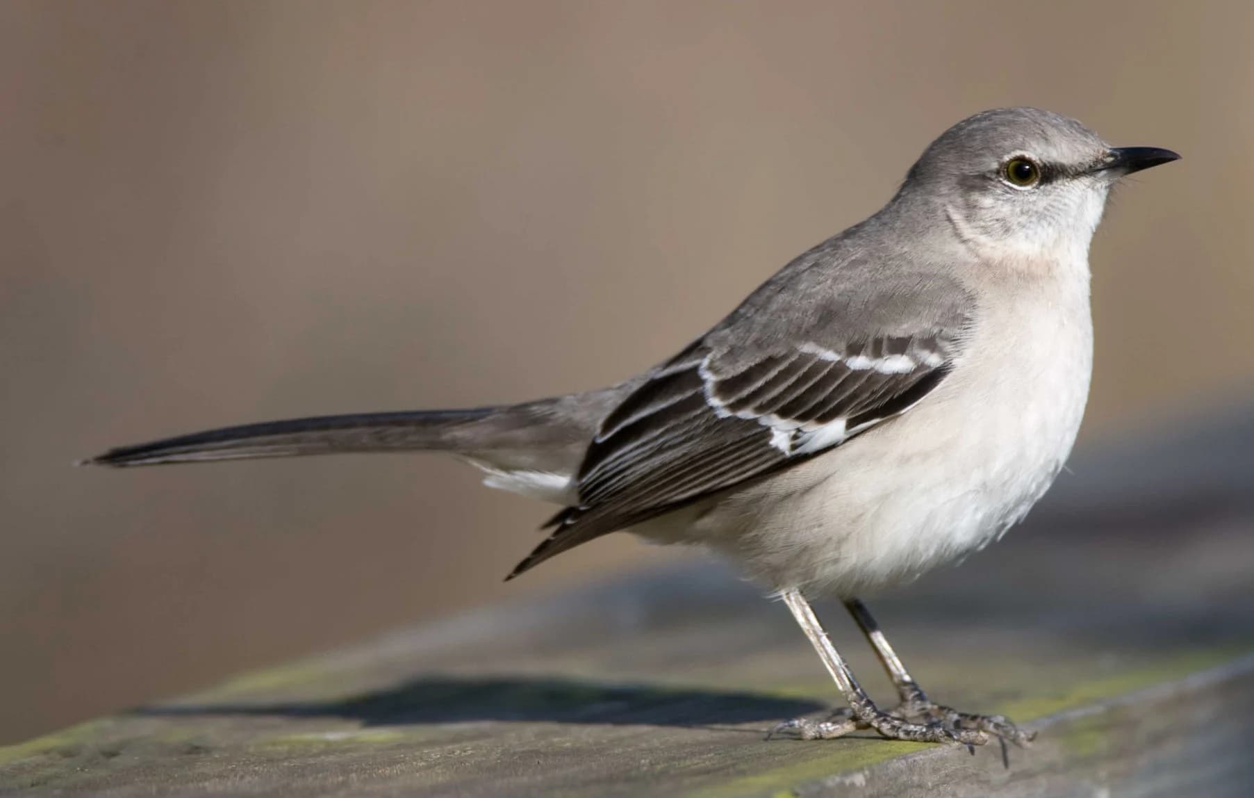 8 state animals of Florida: Facts about these animals - Eduvast.com