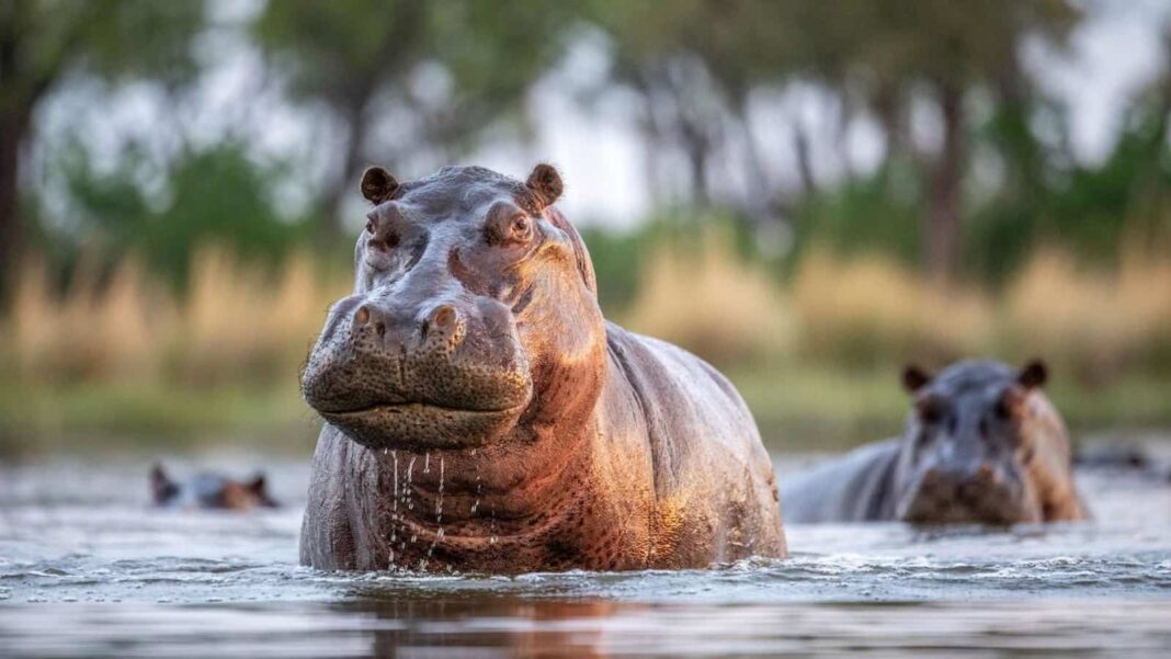 World Hippo Day - February 15, 2024 - Eduvast.com